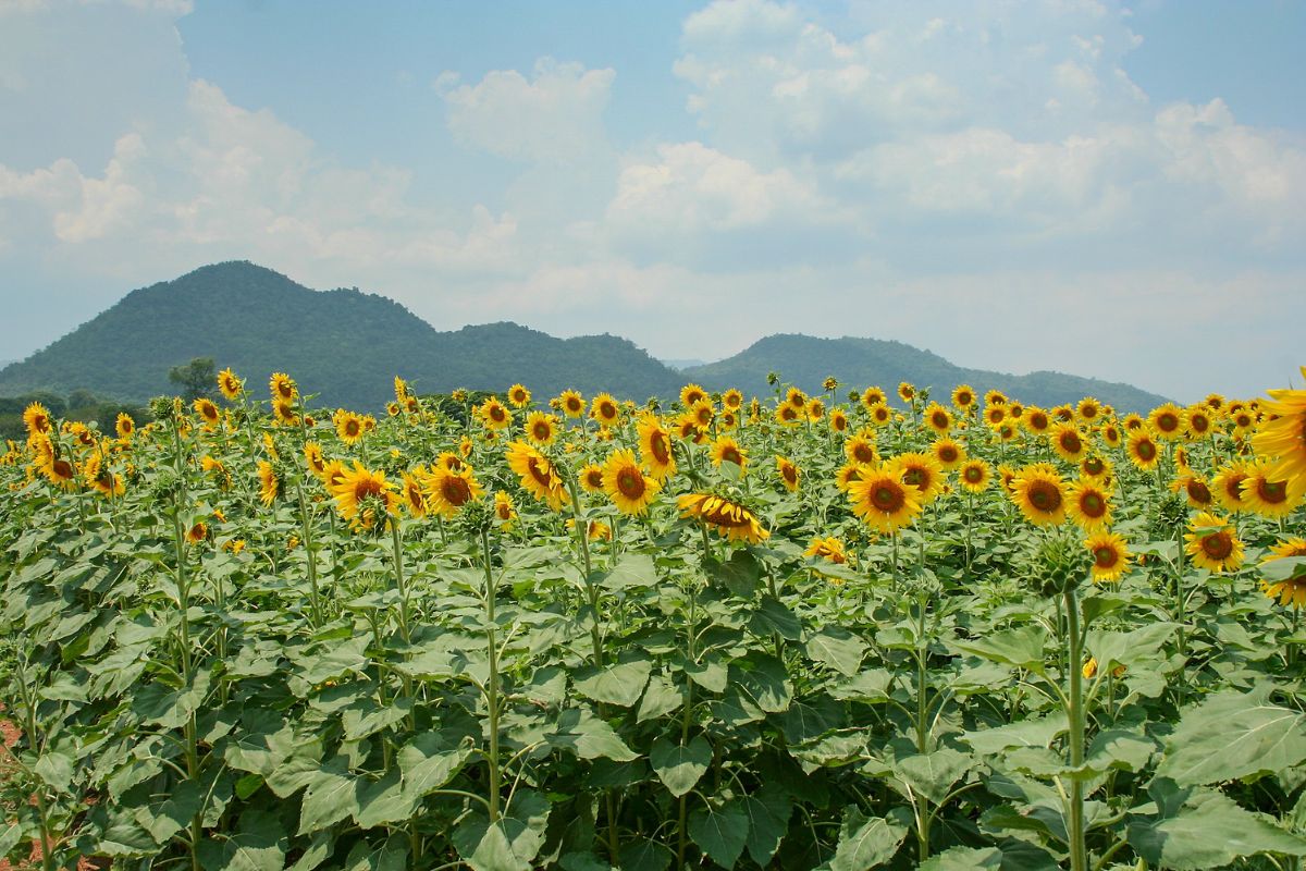 Saraburi Sunflower Garden Guide: Where to Go and What to Expect