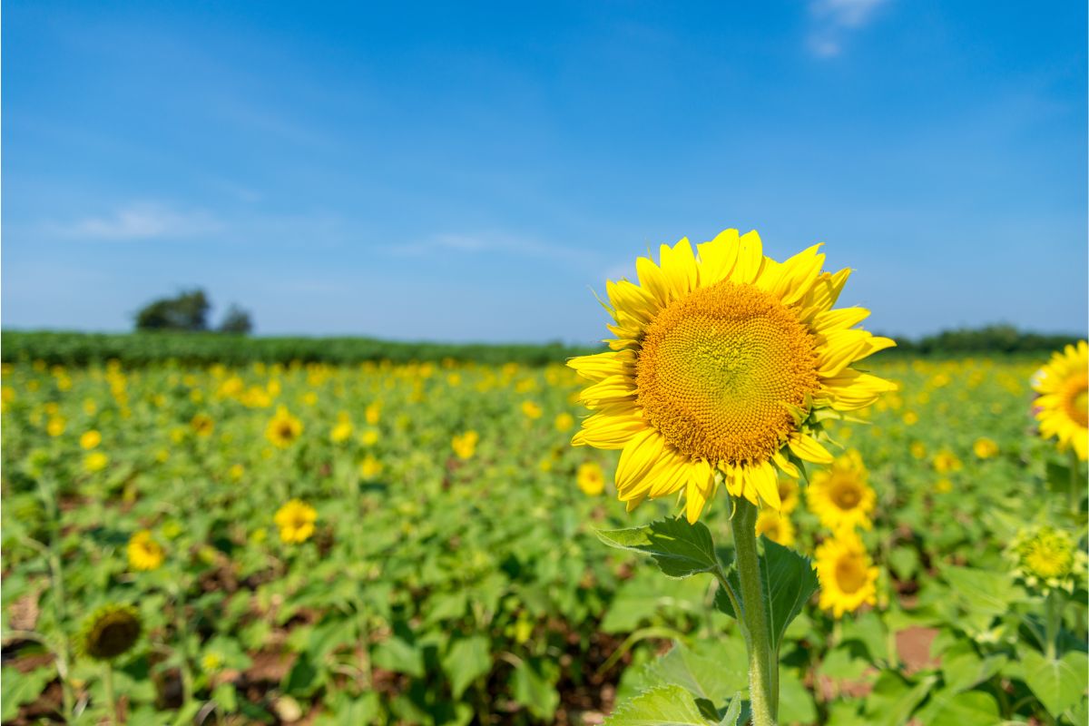 Saraburi Sunflower Garden Guide: Where to Go and What to Expect